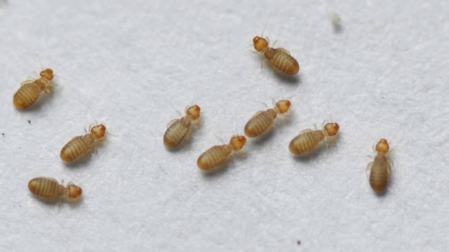 Booklice Control Singapore | #1 NEA-Certified Pest Services | Greencare