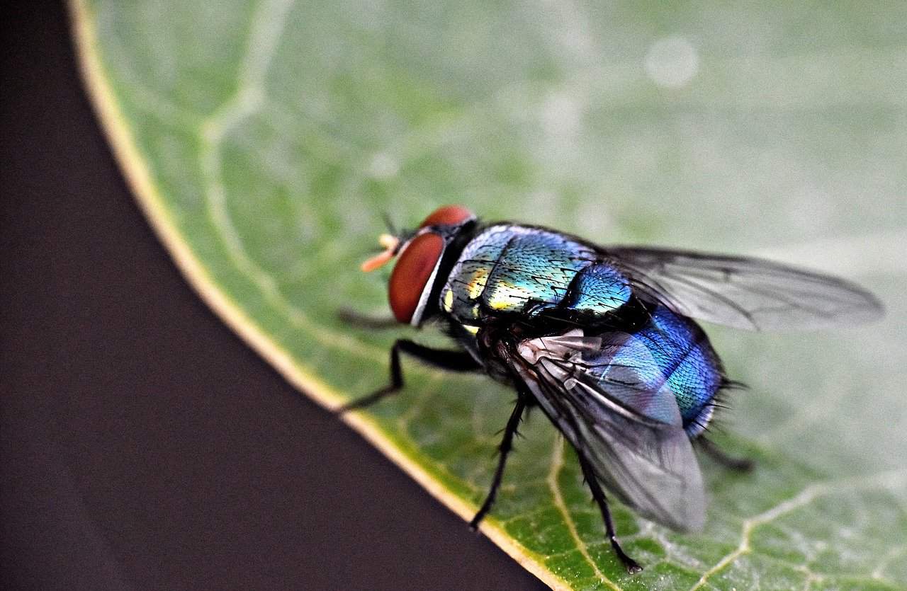 How to Get Rid of Flies From Your Home or Place of Business ...