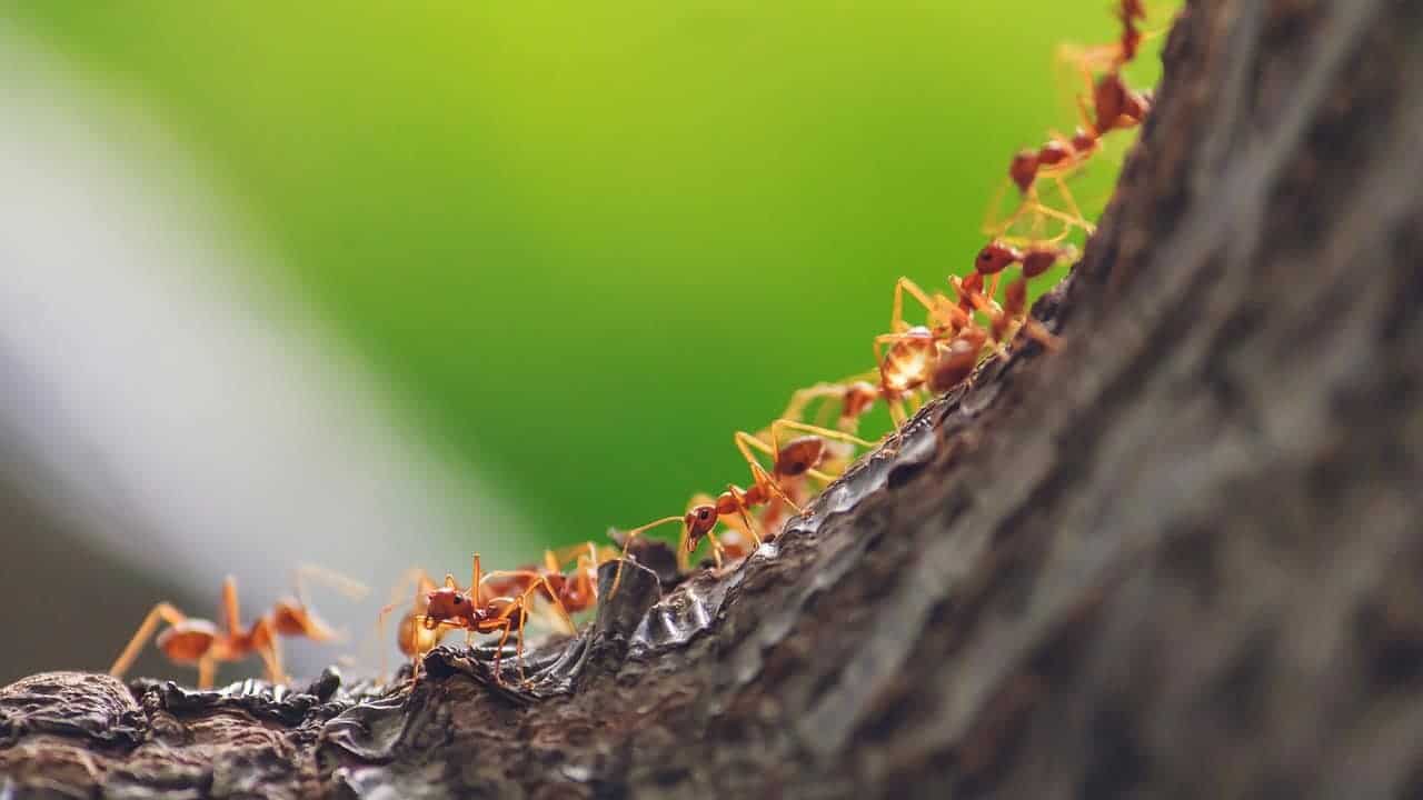 5 Most Common Ant Species in Singapore - Green Care