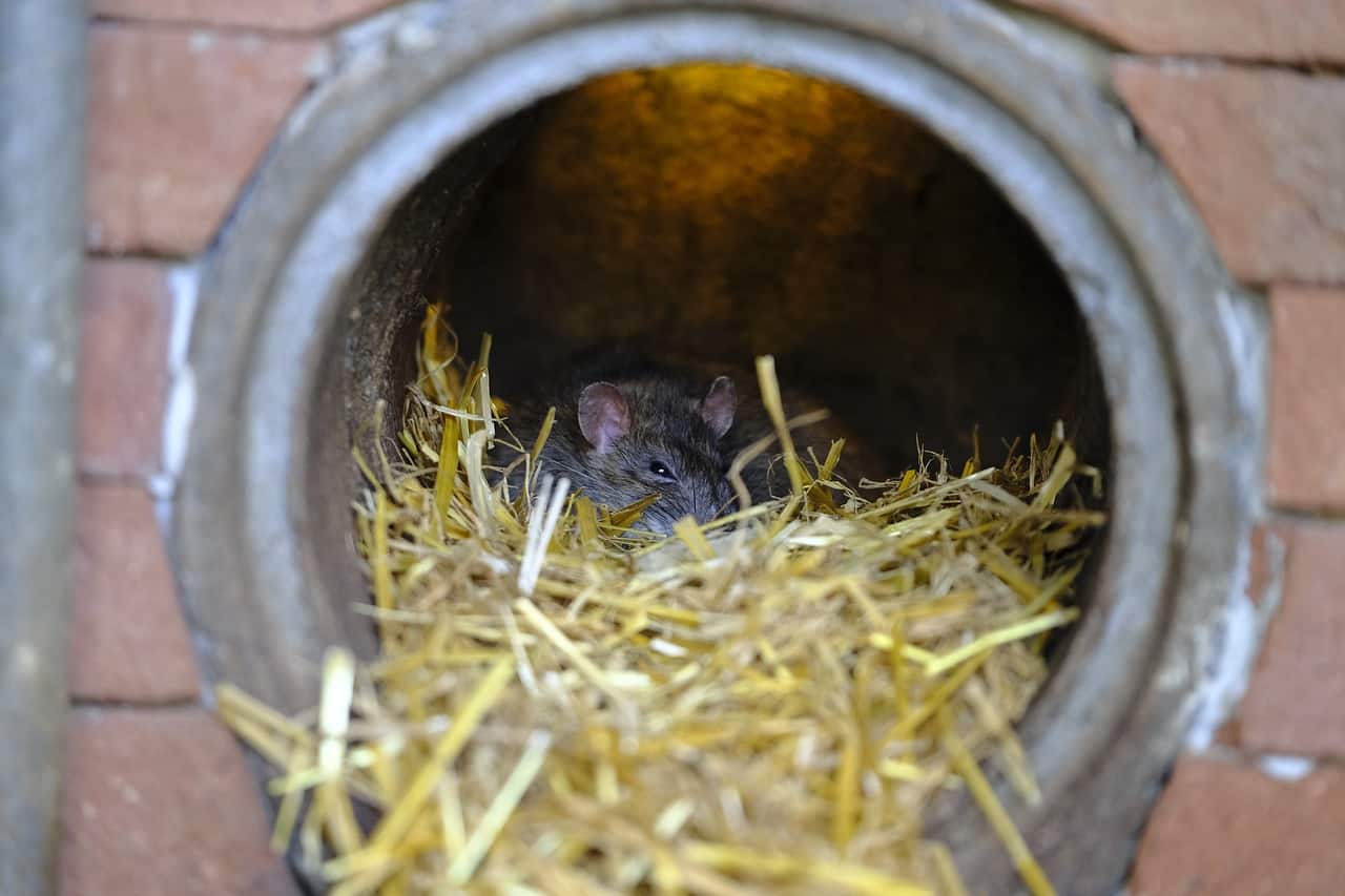 Mice And Rats: What’s The Difference? - Green Care