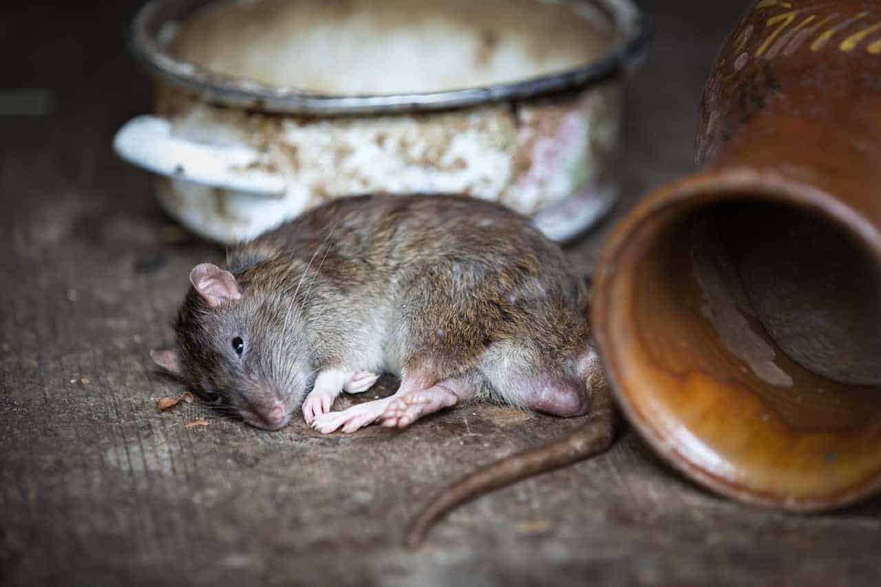 Rodents in your house? Here’s what you need to know! - Green Care