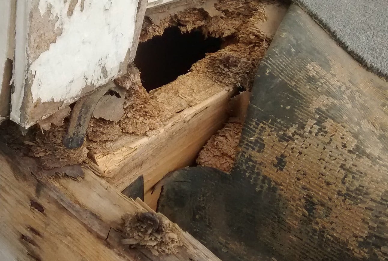 Termite Damage: What Does It Look Like - Green Care