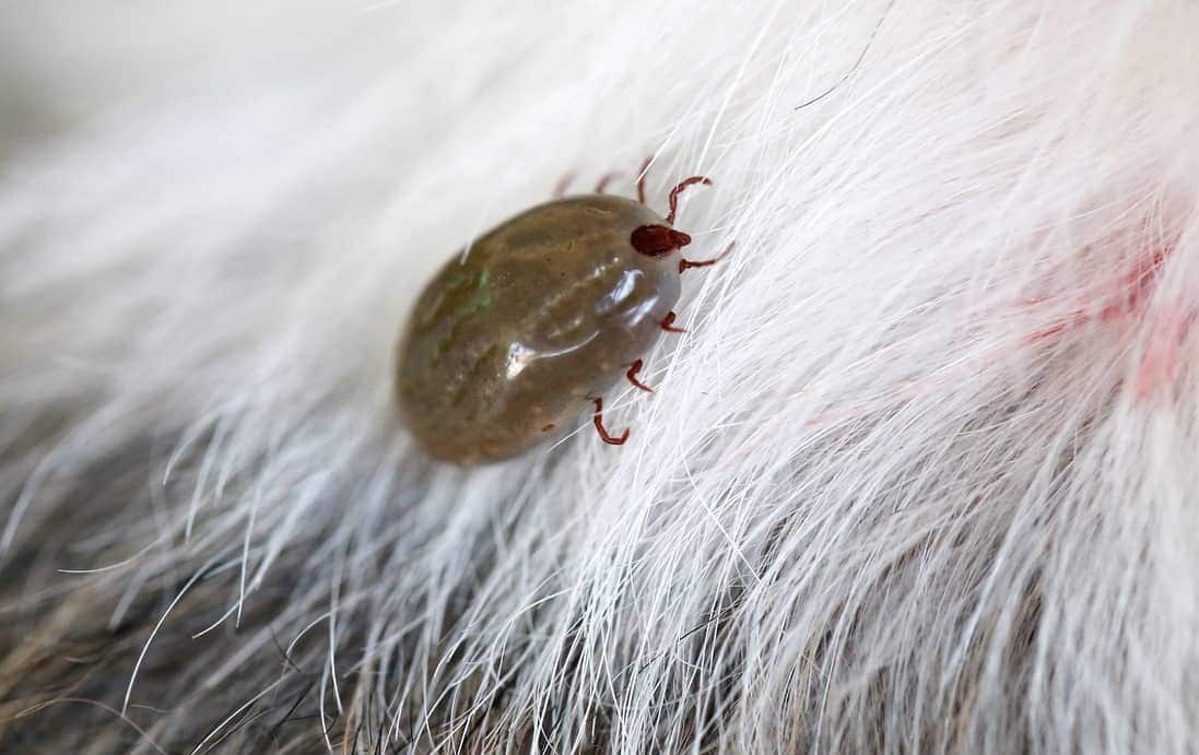 Ticks in Singapore: Why You Should Protect Your Home - Greencare Pest ...