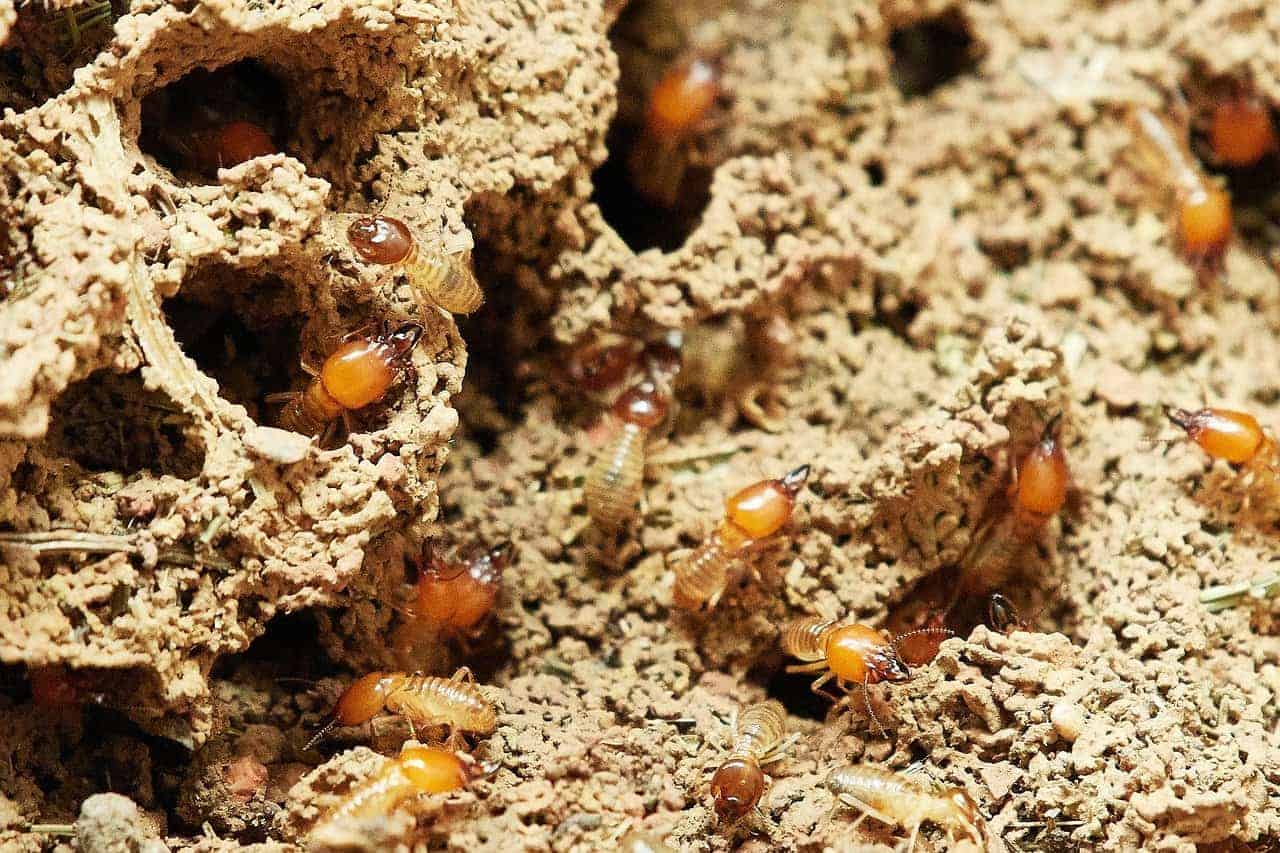 Top 9 Termite Facts - Green Care
