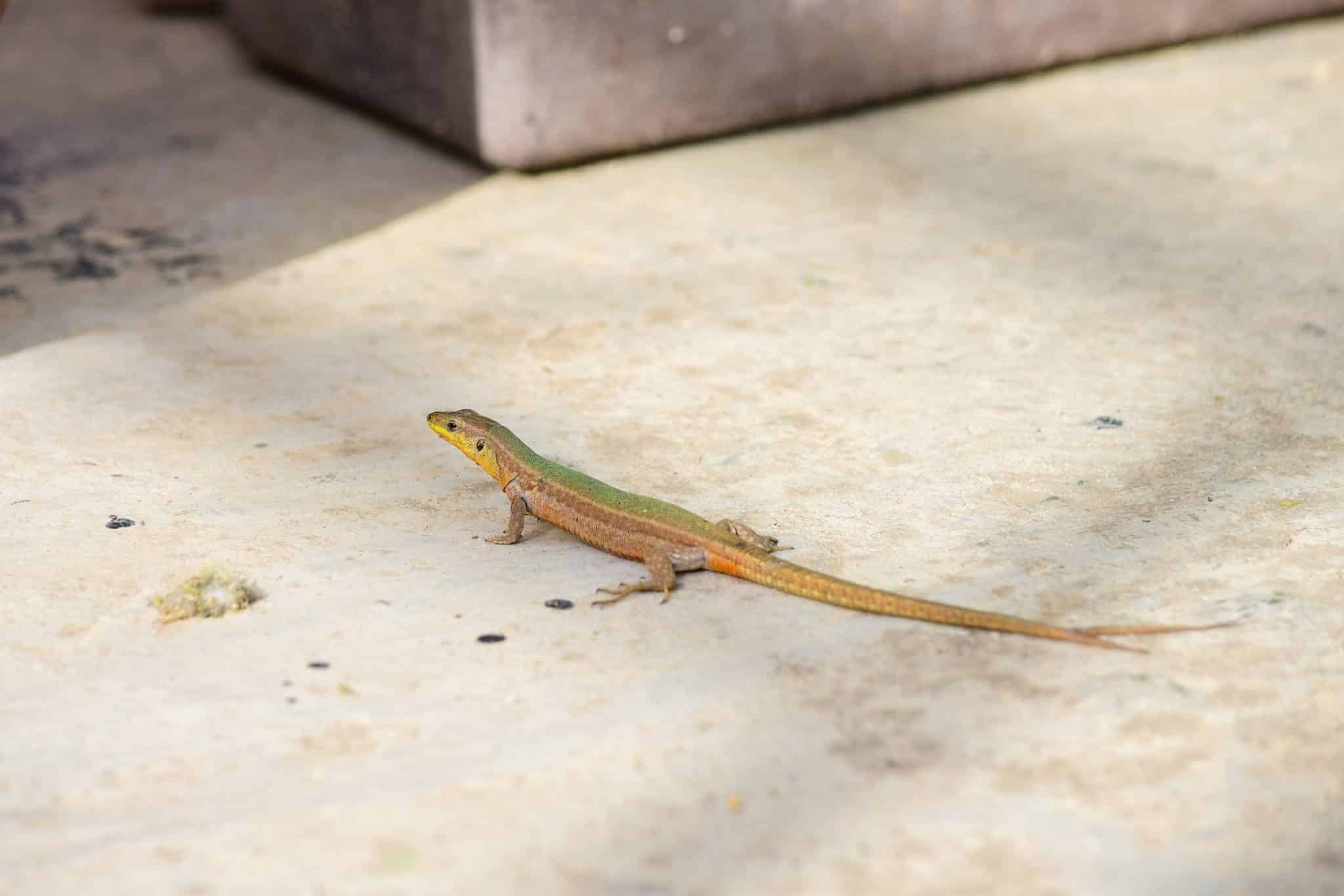 How to Seal Your Home to Prevent Lizards in Singapore - Green Care
